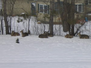 Use Irish Spring to Keep Out Garden Pests - Bunnies, Deer, Deterrence