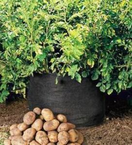 How to Grow Potatoes in a Trash Can - Curbly