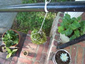 How to Make String Gardens: 7 DIY Options - Curbly