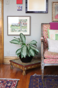 10+ Indoor Plants With Serious Style - Curbly