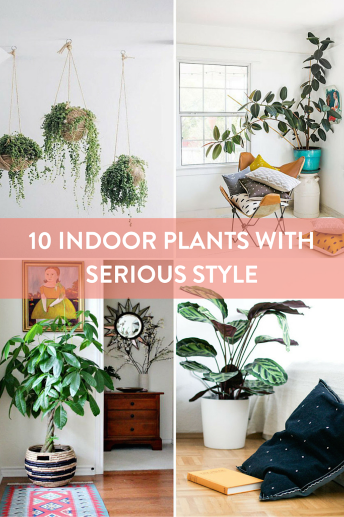 10+ Indoor Plants With Serious Style - Curbly