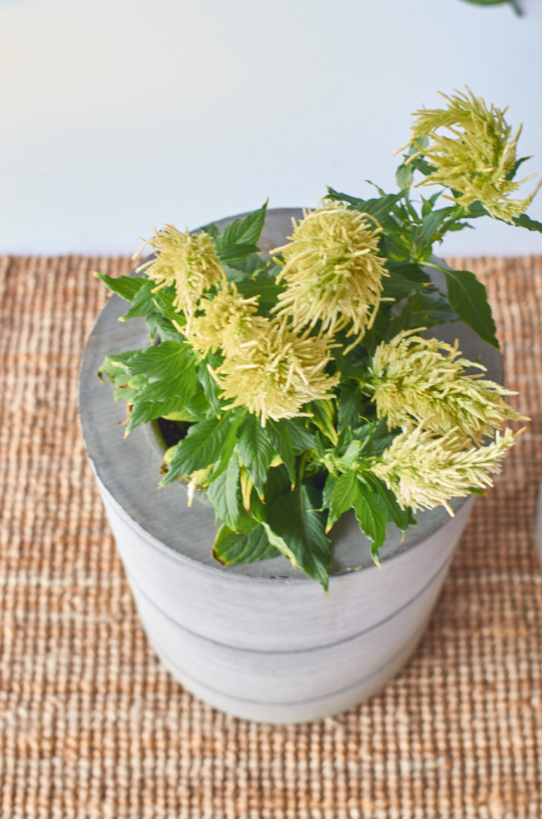 How To Create Your Own DIY Round Planter Made With Cement