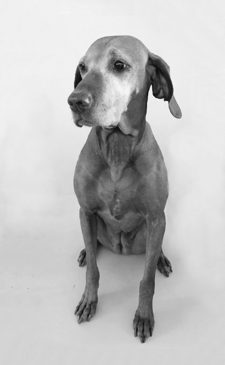 How to: Easy and Adorable DIY Pet Portrait Christmas Ornament - Curbly