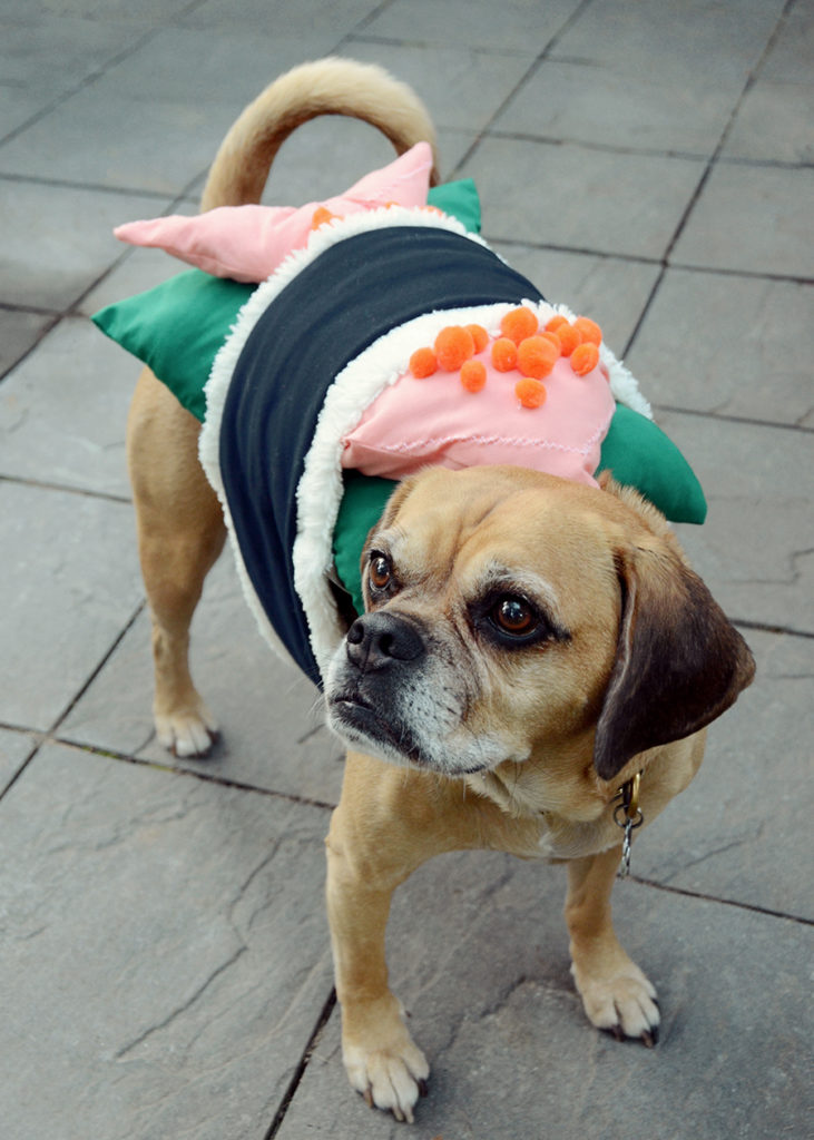 DIY Sushi Halloween Costume For Your Dog - Curbly