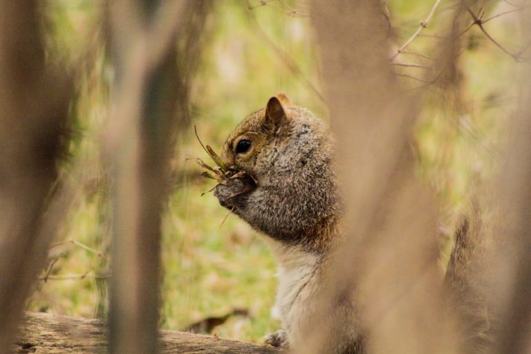 How to Get Rid of Squirrels - Keeping Them Out of Your Home and Attic