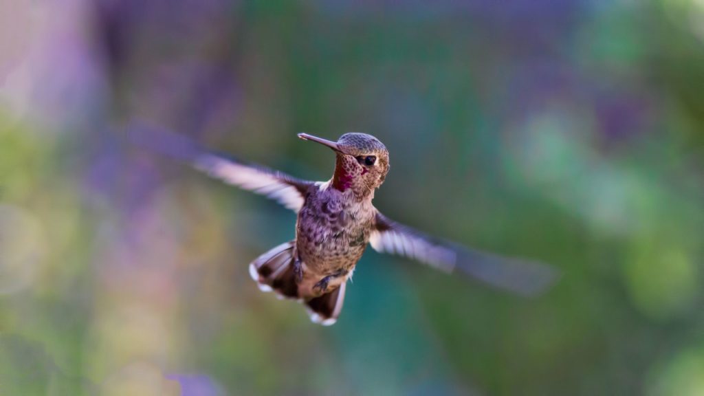 How to Attract Hummingbirds to your Yard with Hummingbird Food