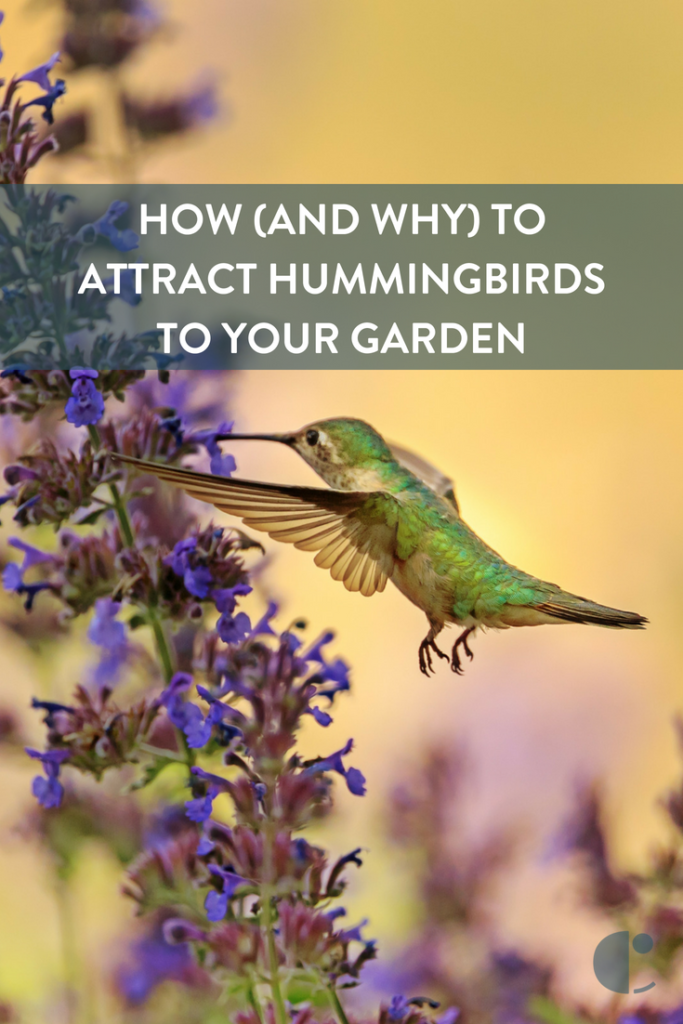 How to Attract Hummingbirds to your Yard with Hummingbird Food