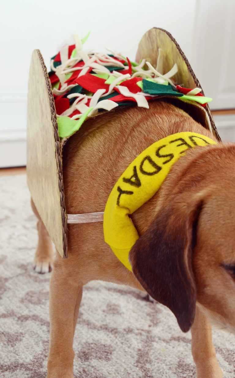 How to Make a Taco Tuesday Dog Costume - Curbly
