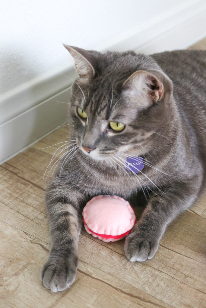 DIY Cat Toys | How to Make a Happy, Healthy Cat
