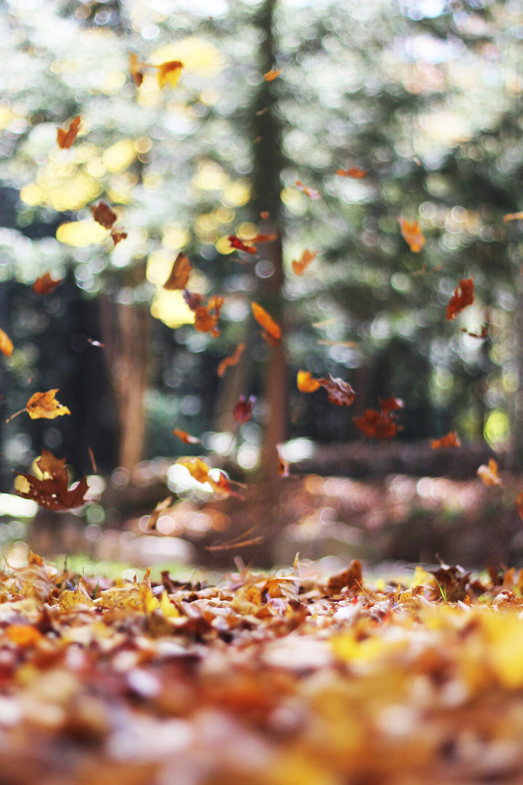 10 Fall Chores You Shouldn't Forget To Do
