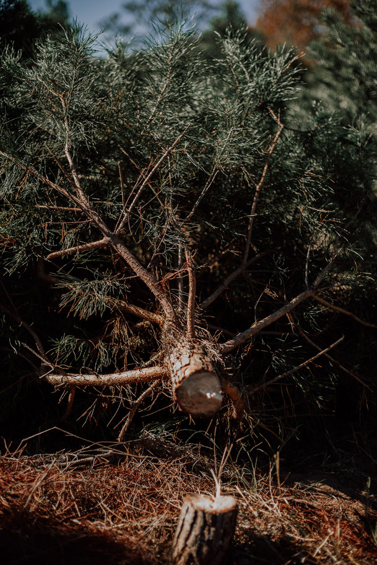 Real Christmas Tree 101: How to Buy a Tree and Keep it Looking its Best