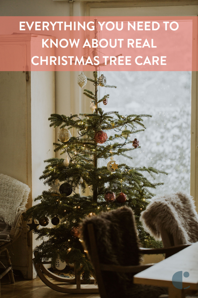 Real Christmas Tree 101: How to Buy a Tree and Keep it Looking its Best