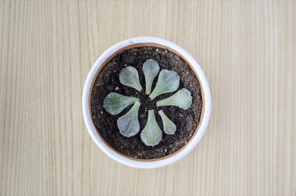 How to Regrow Succulents