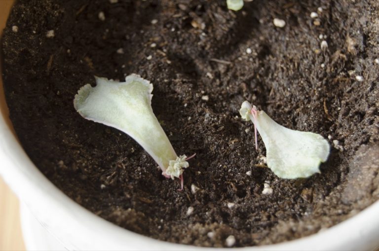 How to Regrow Succulents