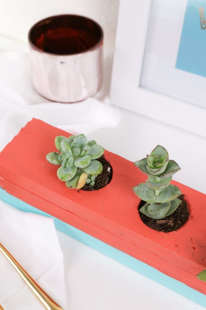 How to Regrow Succulents