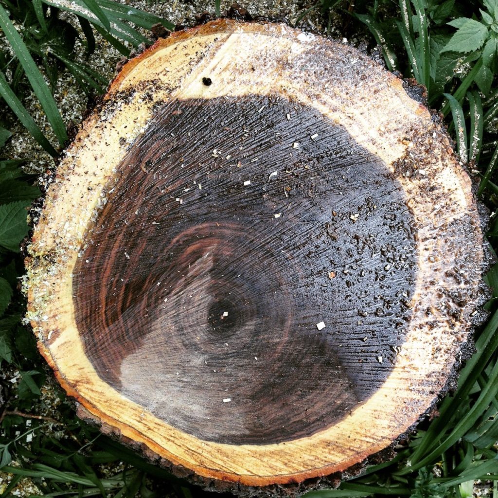 A Gorgeous Walnut Tree Stump Side Table - The Easy Way - Curbly