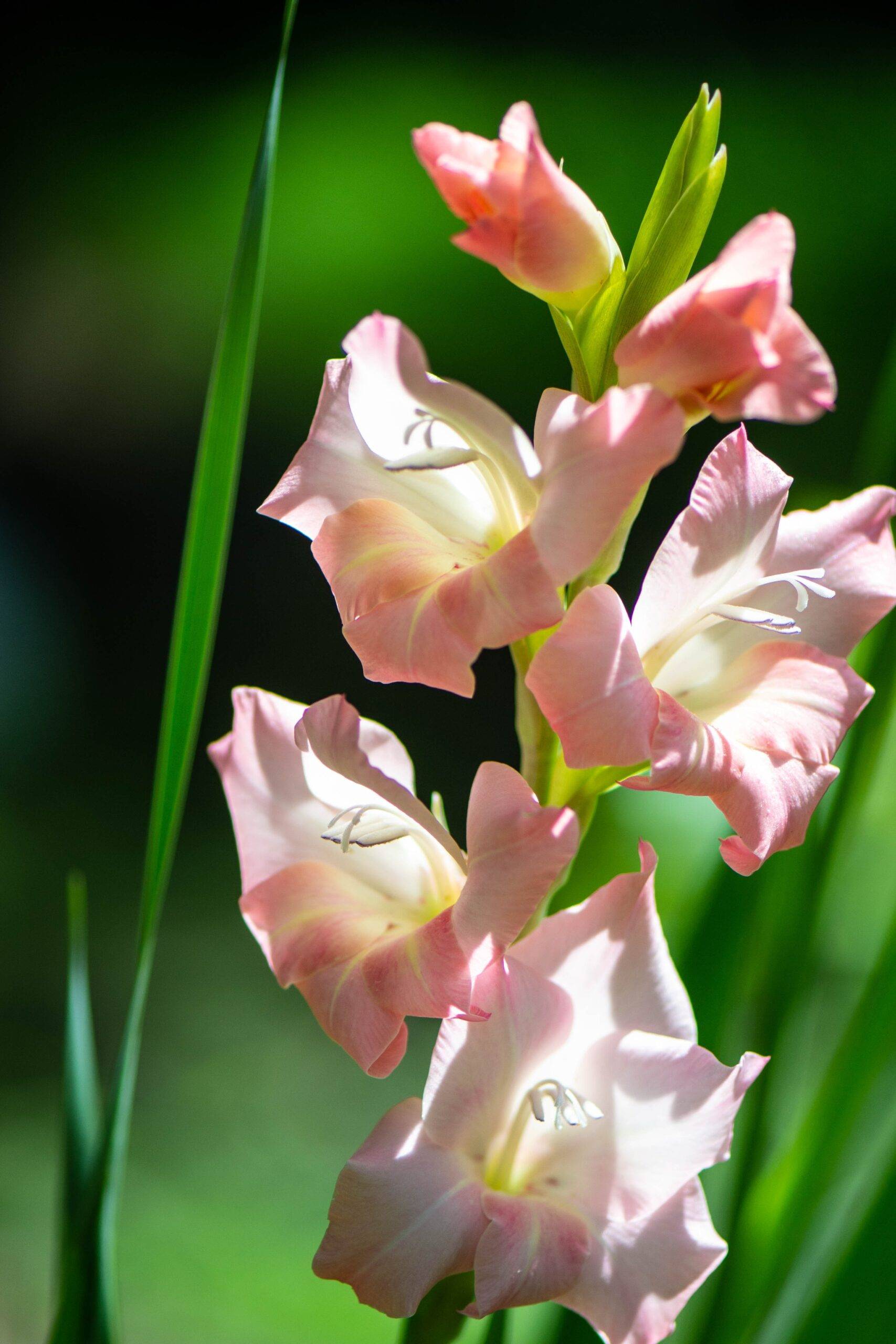 How to Plant Summer Bulbs - Curbly