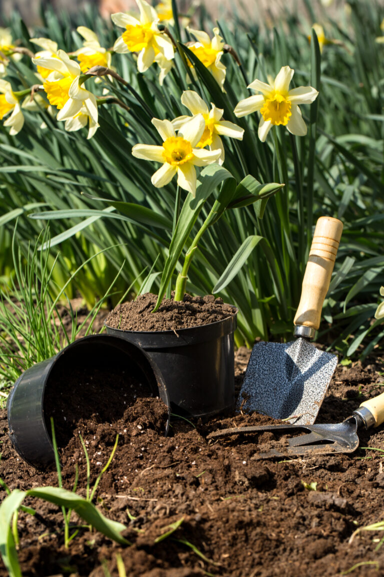How to Plant Summer Bulbs - Curbly