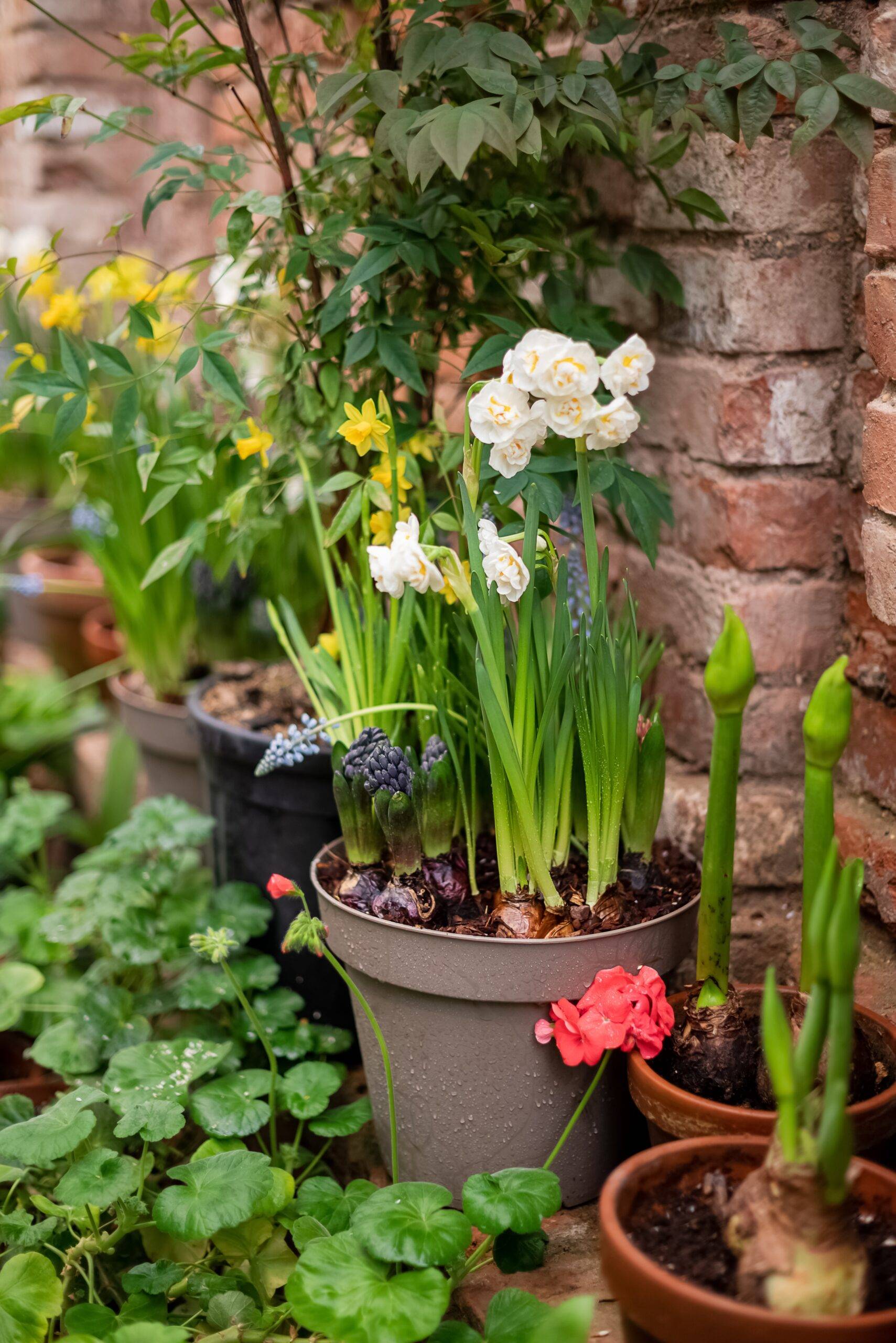 How to Plant Summer Bulbs - Curbly