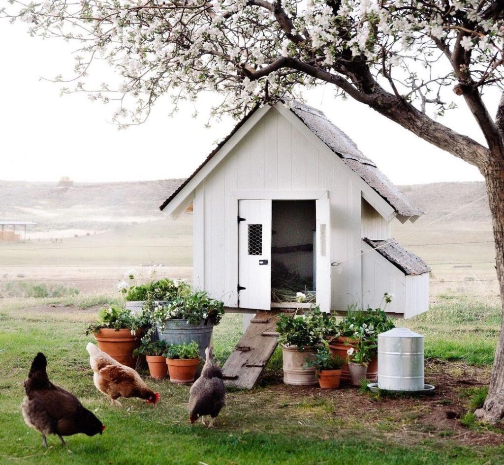 15+ Inspiring Chicken Coop Plans for Your Backyard Flock - Curbly