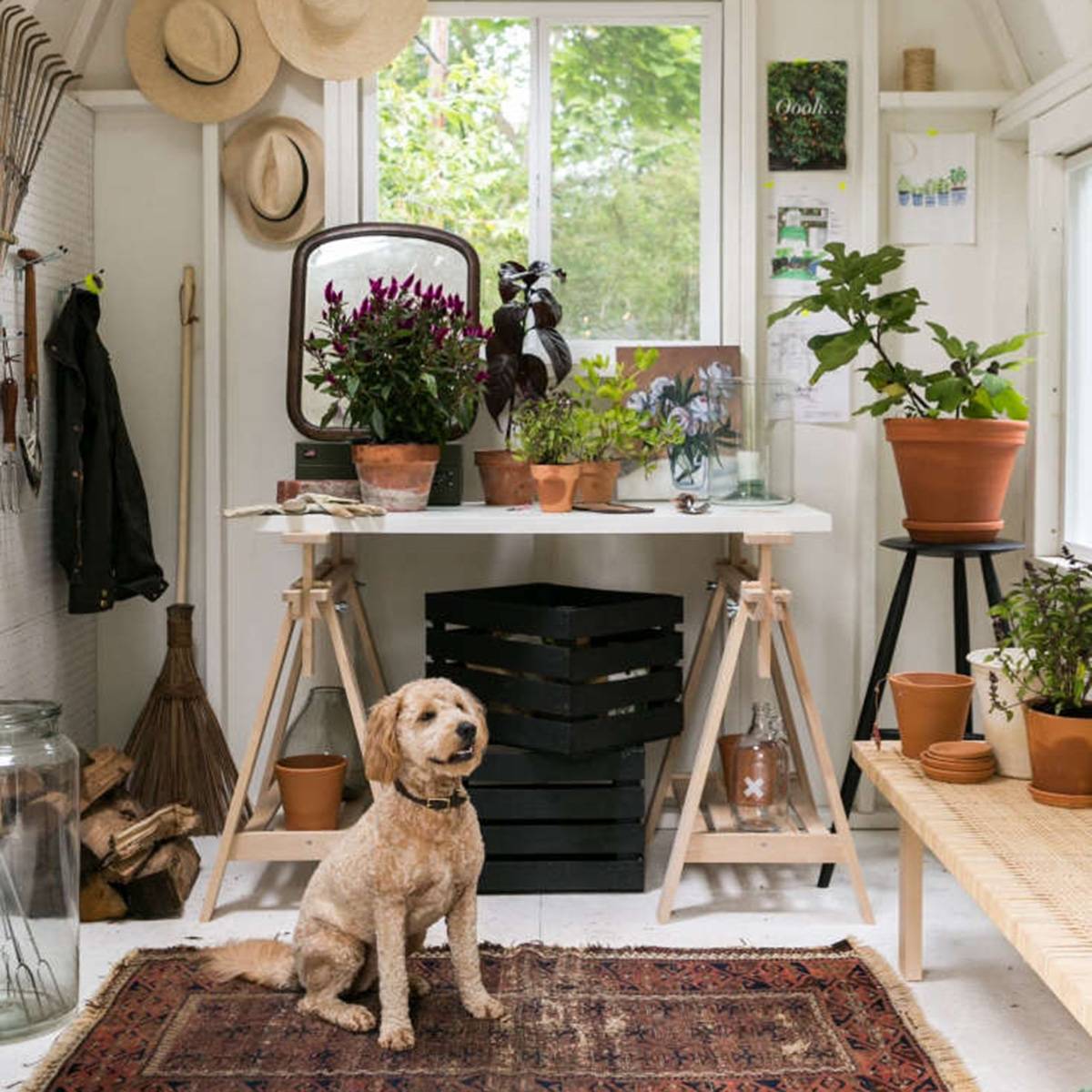 10+ She Shed Ideas to Create Your Perfect Backyard Escape - Curbly