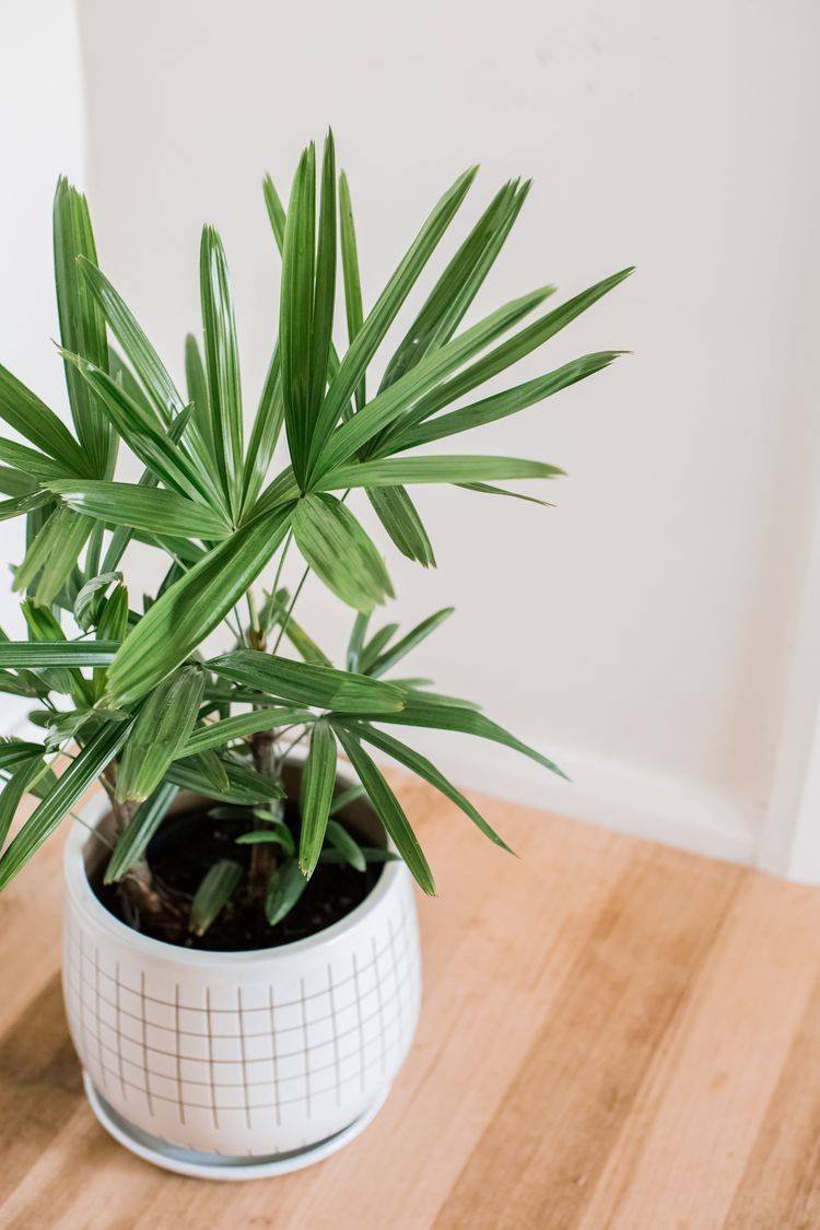 20 Beautiful Indoor Palm Trees To Create Your Home Oasis - Curbly