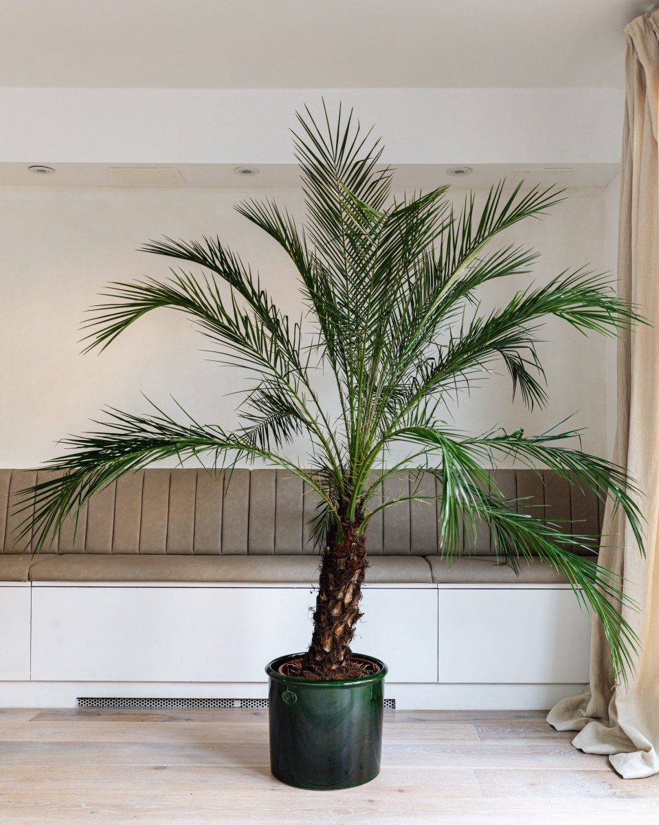 20 Beautiful Indoor Palm Trees To Create Your Home Oasis - Curbly