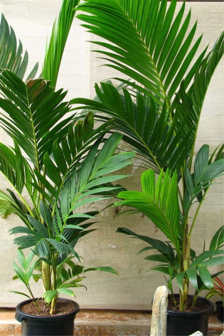 20 Beautiful Indoor Palm Trees To Create Your Home Oasis - Curbly