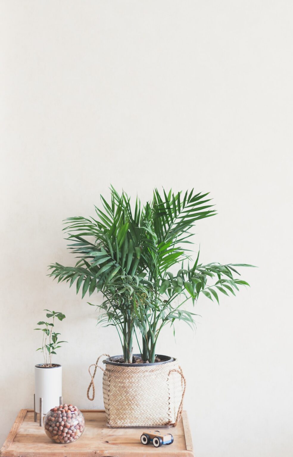 20 Beautiful Indoor Palm Trees To Create Your Home Oasis - Curbly
