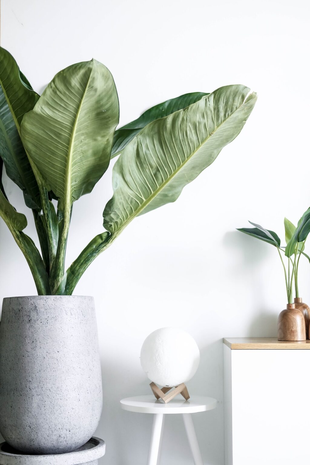 The 12 Best Large Leaf Indoor Plants - Curbly