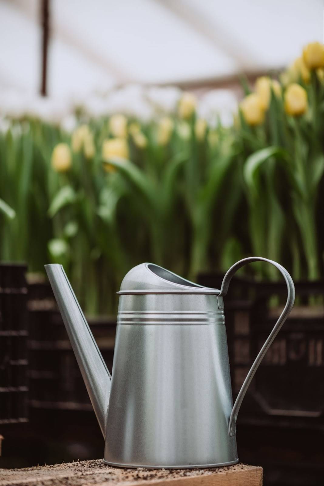 Everything You Need to Know for Beautiful Spring Bulbs - Curbly