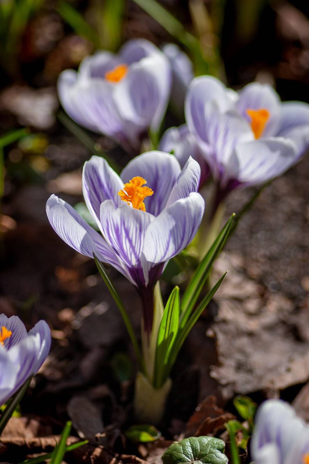Everything You Need to Know for Beautiful Spring Bulbs - Curbly
