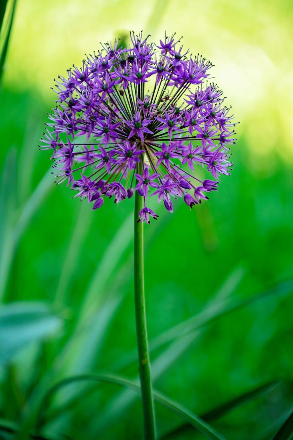 Everything You Need to Know for Beautiful Spring Bulbs - Curbly