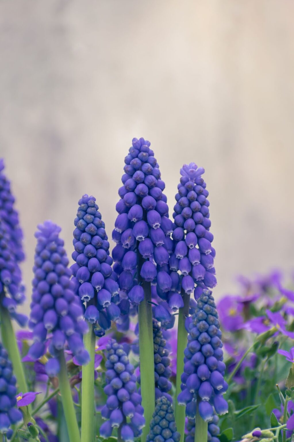 Everything You Need to Know for Beautiful Spring Bulbs - Curbly