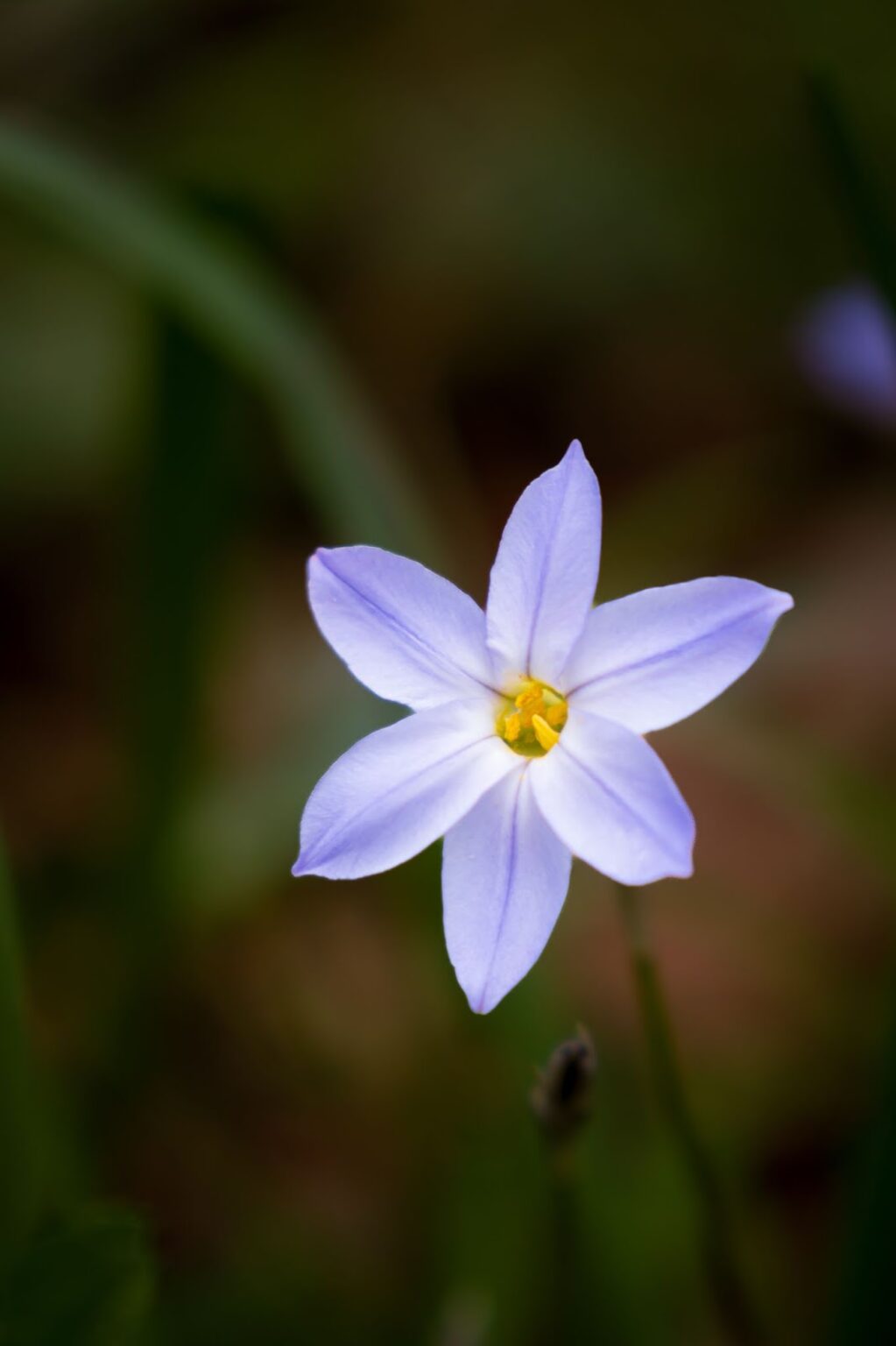 Everything You Need to Know for Beautiful Spring Bulbs - Curbly
