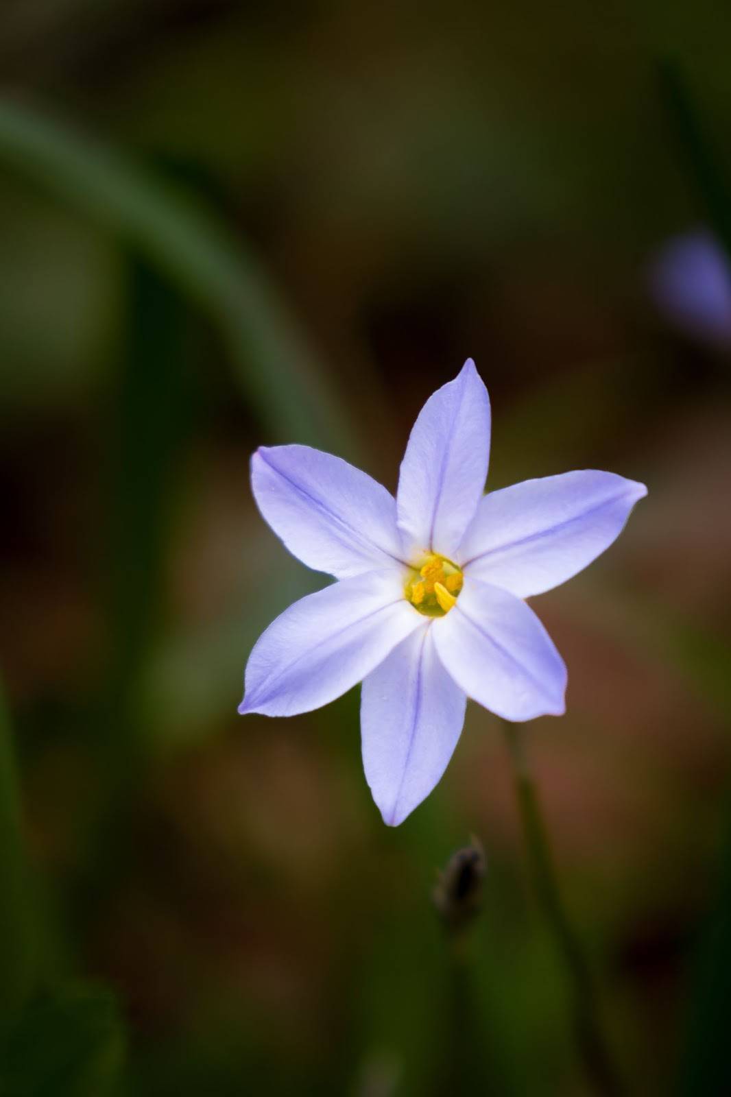 Everything You Need to Know for Beautiful Spring Bulbs - Curbly