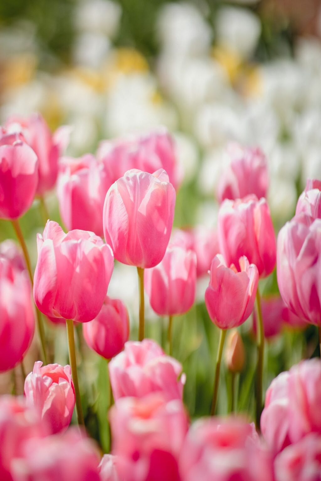 Everything You Need to Know for Beautiful Spring Bulbs - Curbly