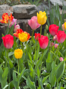 Everything You Need to Know for Beautiful Spring Bulbs - Curbly