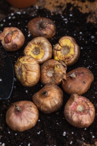 Everything You Need to Know for Beautiful Spring Bulbs - Curbly