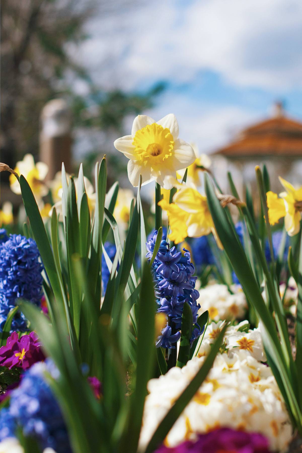 Everything You Need to Know for Beautiful Spring Bulbs - Curbly