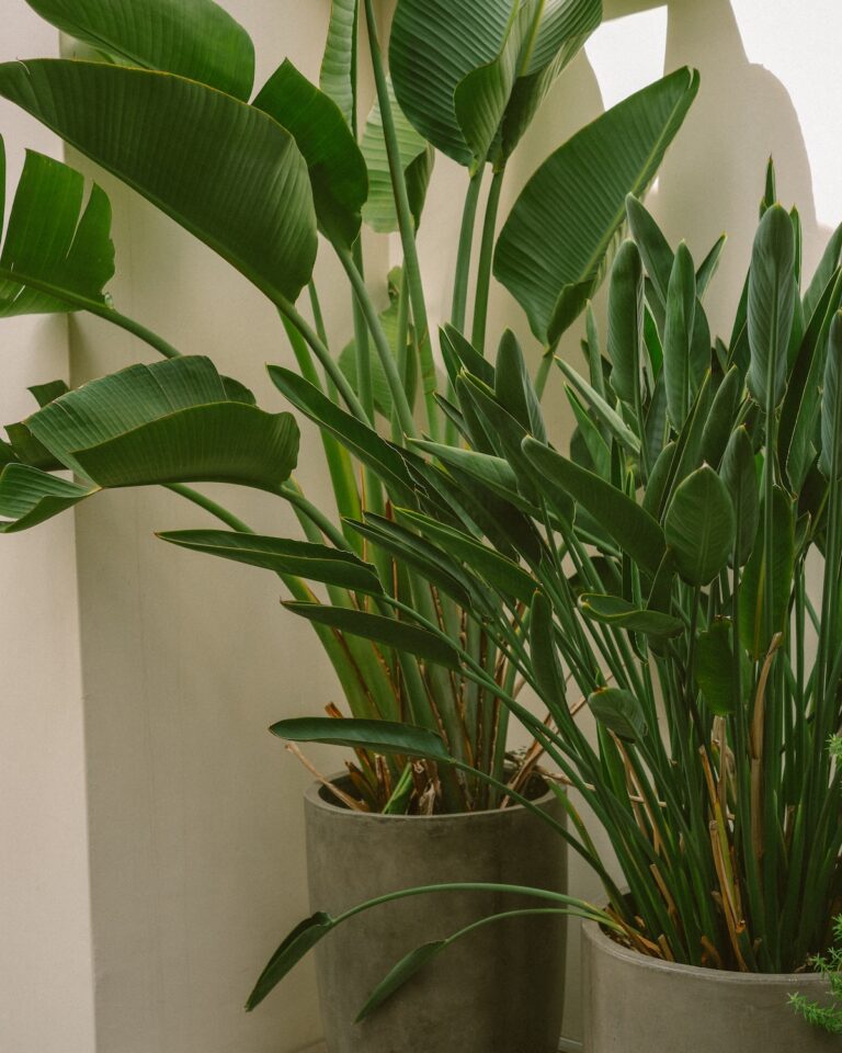 The 12 Best Large Leaf Indoor Plants - Curbly