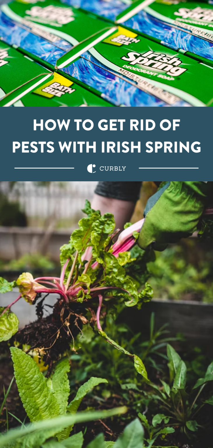 How To Use Irish Spring Soap In The Garden To Keep Pests Away