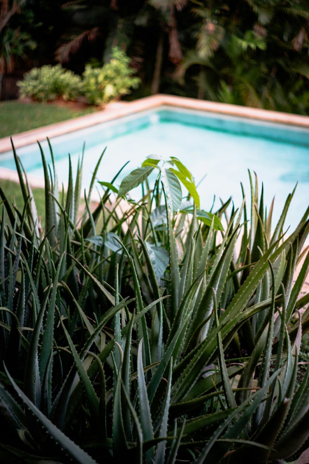 Easy Breezy Landscaping with Low-Maintenance Outdoor Plants - Curbly