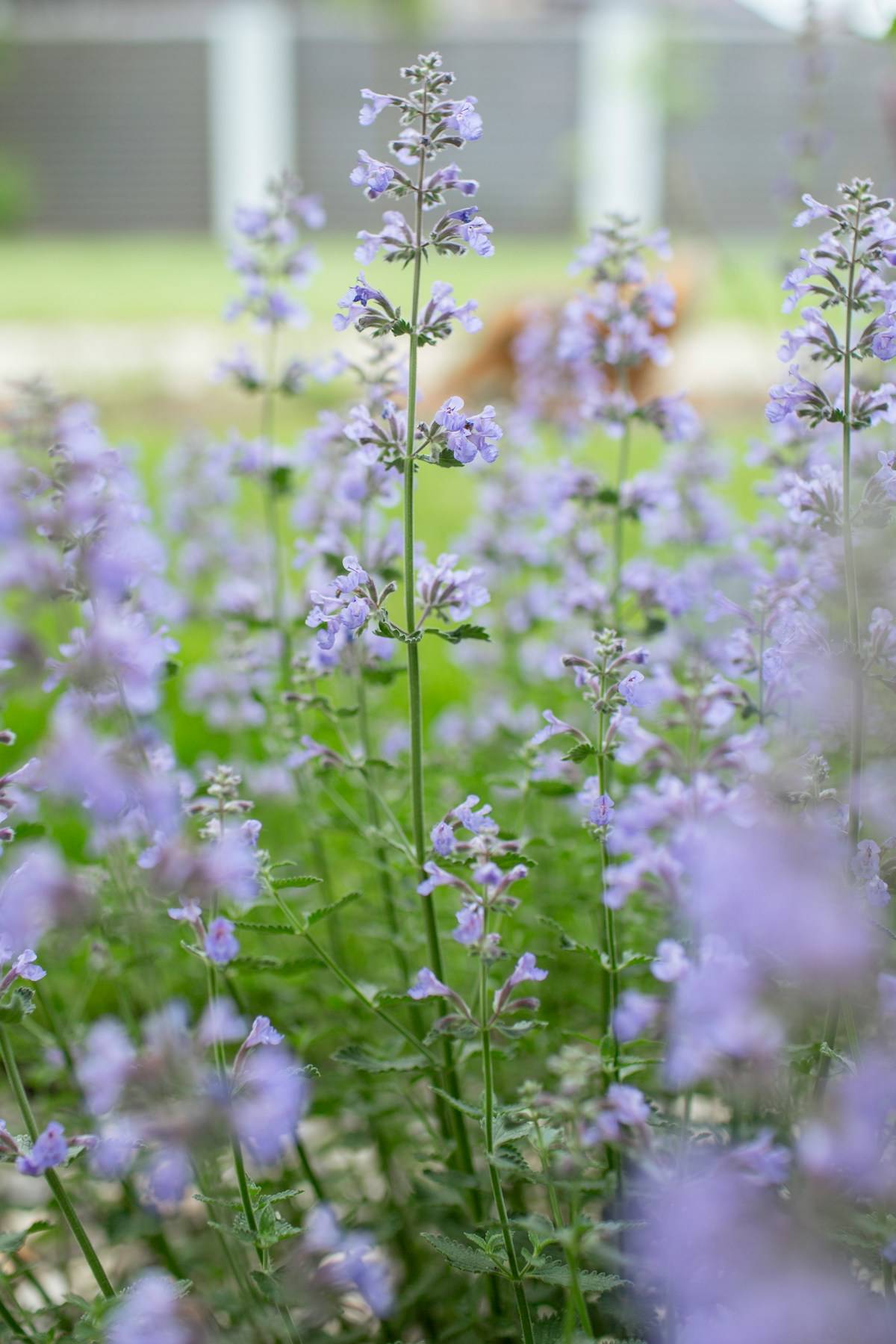 Easy Breezy Landscaping with Low-Maintenance Outdoor Plants - Curbly