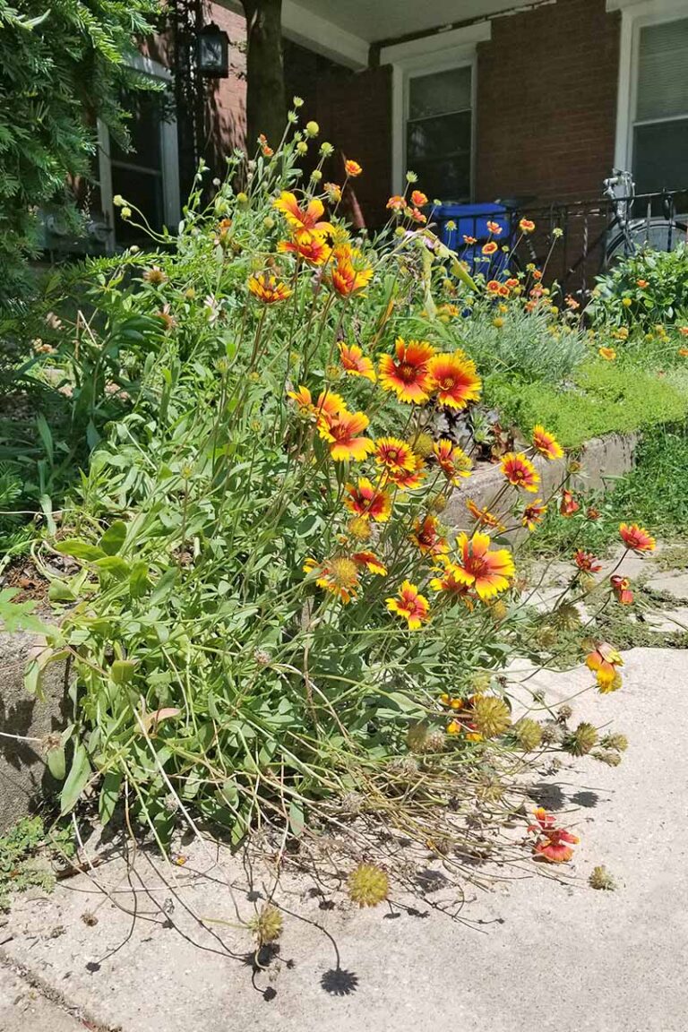 Easy Breezy Landscaping with Low-Maintenance Outdoor Plants - Curbly