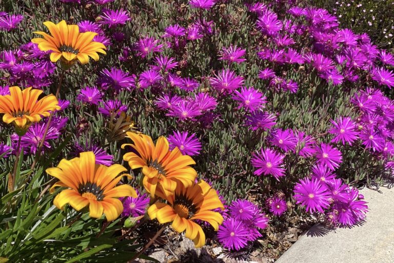 Easy Breezy Landscaping with Low-Maintenance Outdoor Plants - Curbly