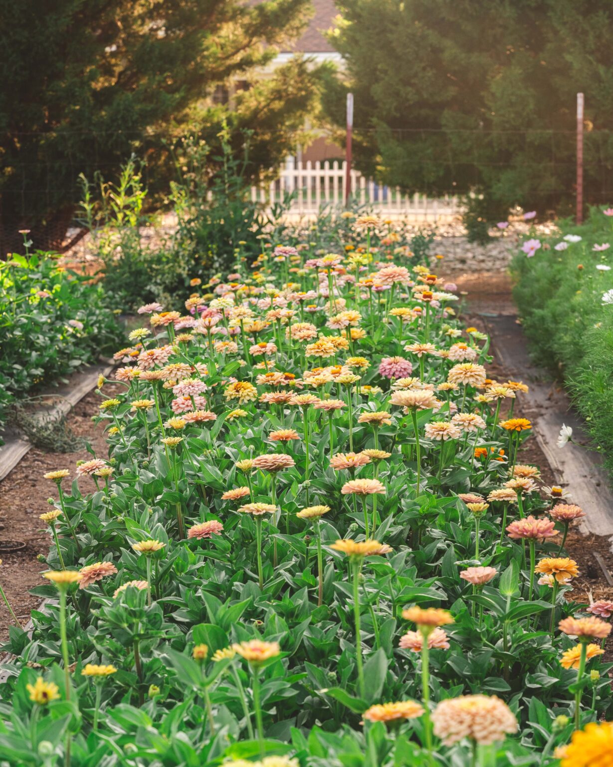 Easy Breezy Landscaping with Low-Maintenance Outdoor Plants - Curbly